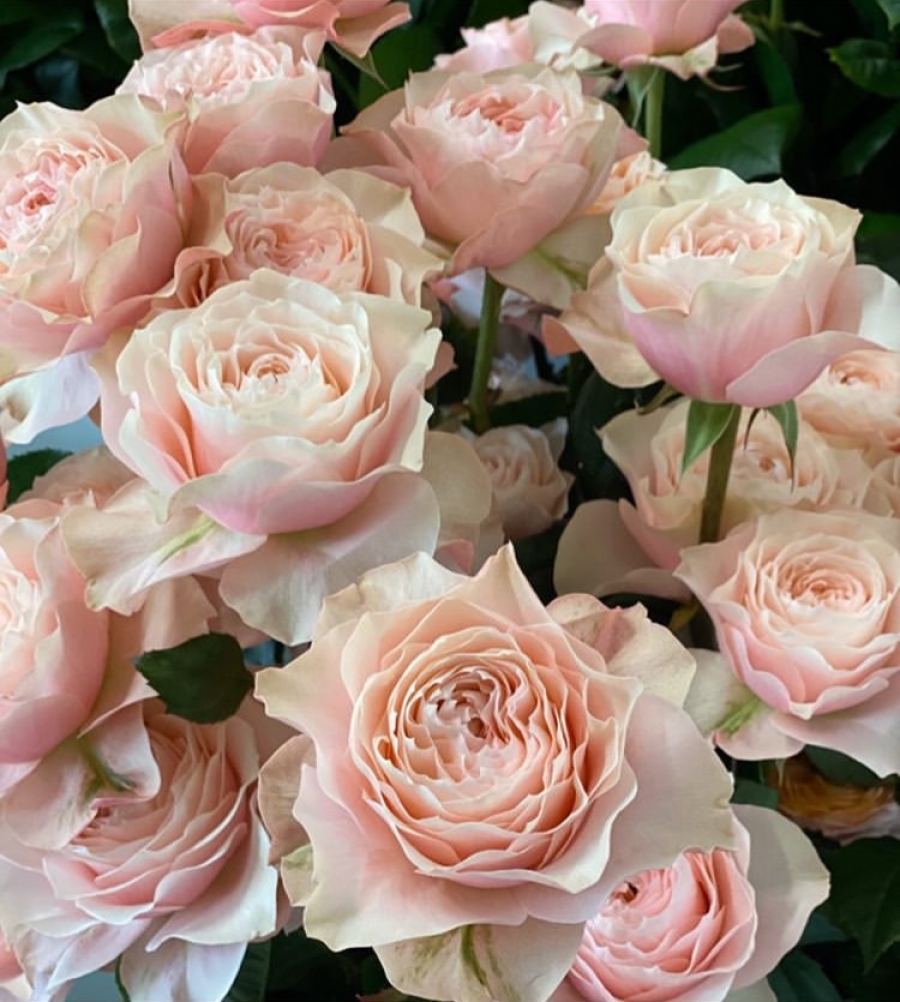 Bloomsbury - Bloom Bouquet - BOUQUETS